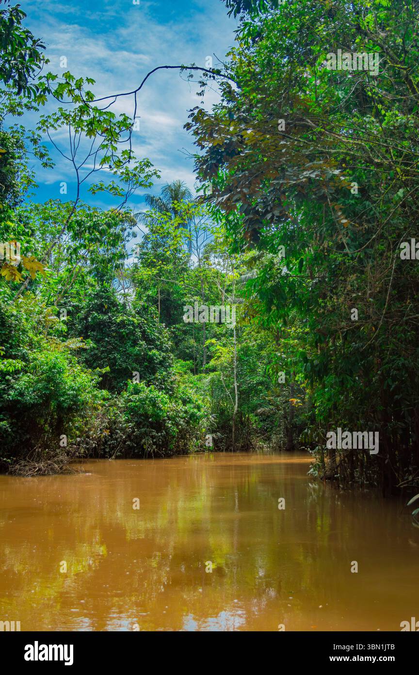 Explore the vibrant biodiversity of the Amazon rainforest in Leticia ...