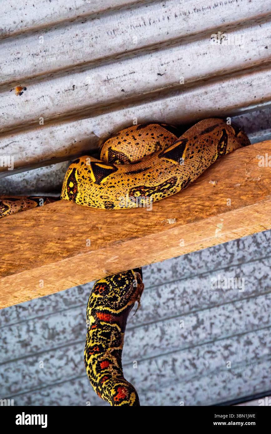 A vibrant snake resting on wooden beams in Leticia, Amazonas, Colombia ...