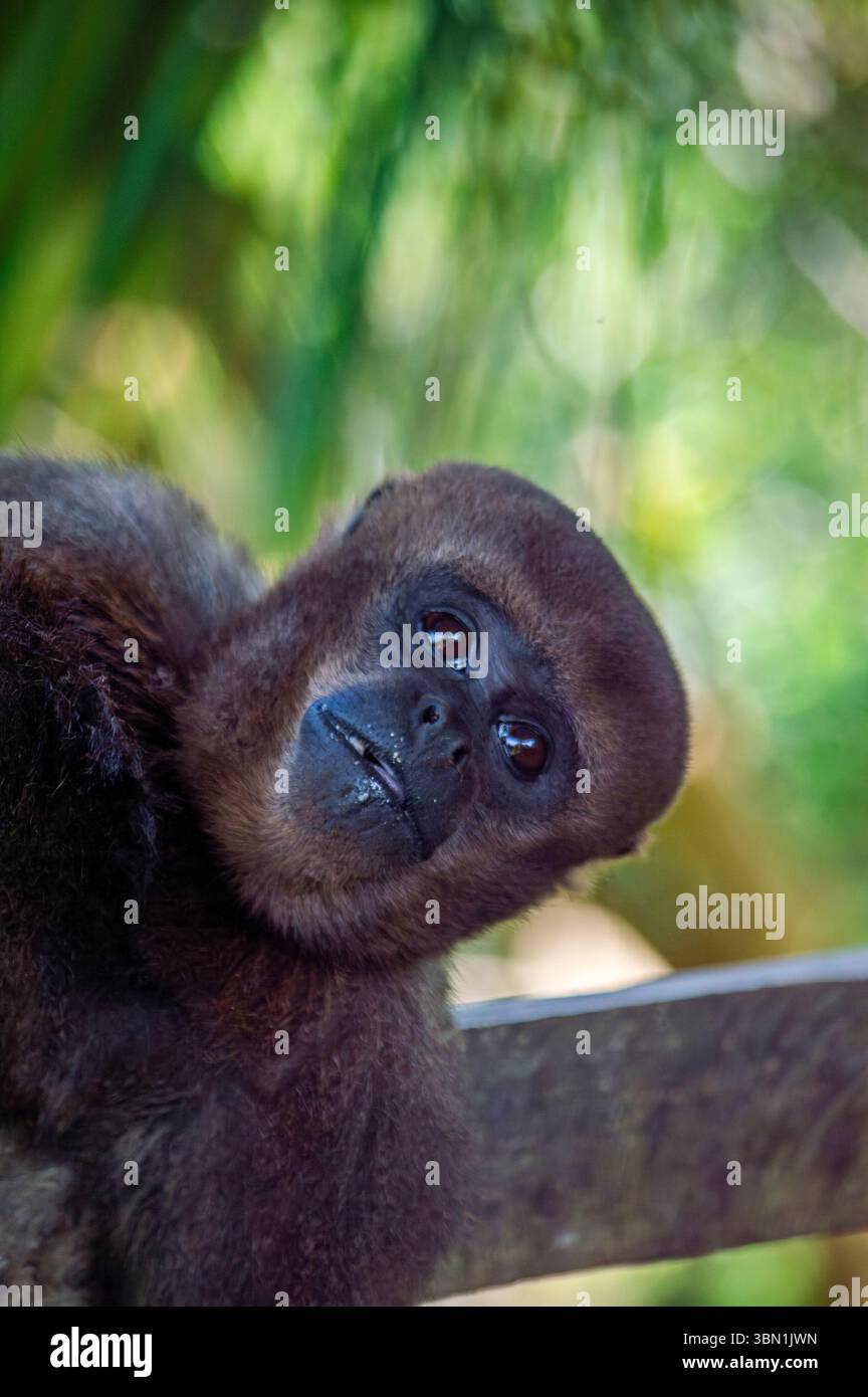 A close-up of a monkey in the lush Amazon rainforest of Leticia ...