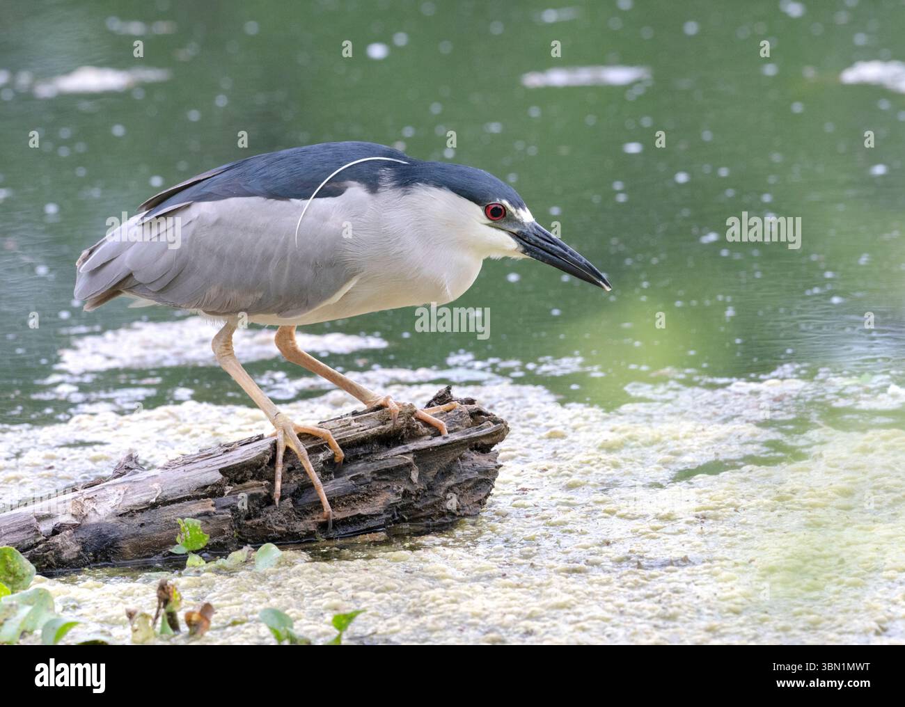 The black-crowned night heron (Nycticorax nycticorax) fishing Stock ...