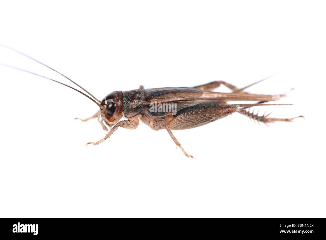 Female field cricket isolated hi-res stock photography and images - Alamy