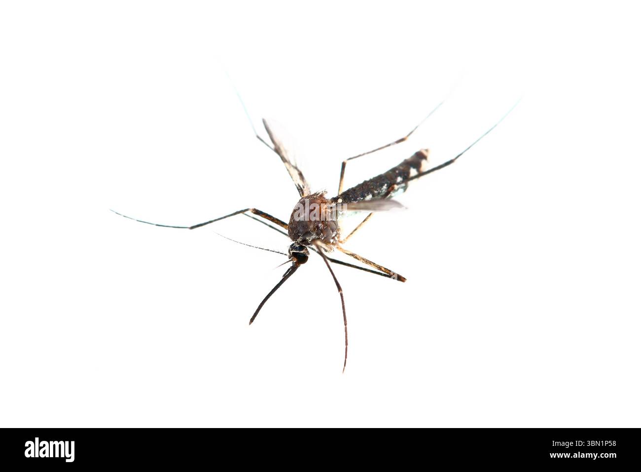 Mosquito aedes egypti hi-res stock photography and images - Alamy