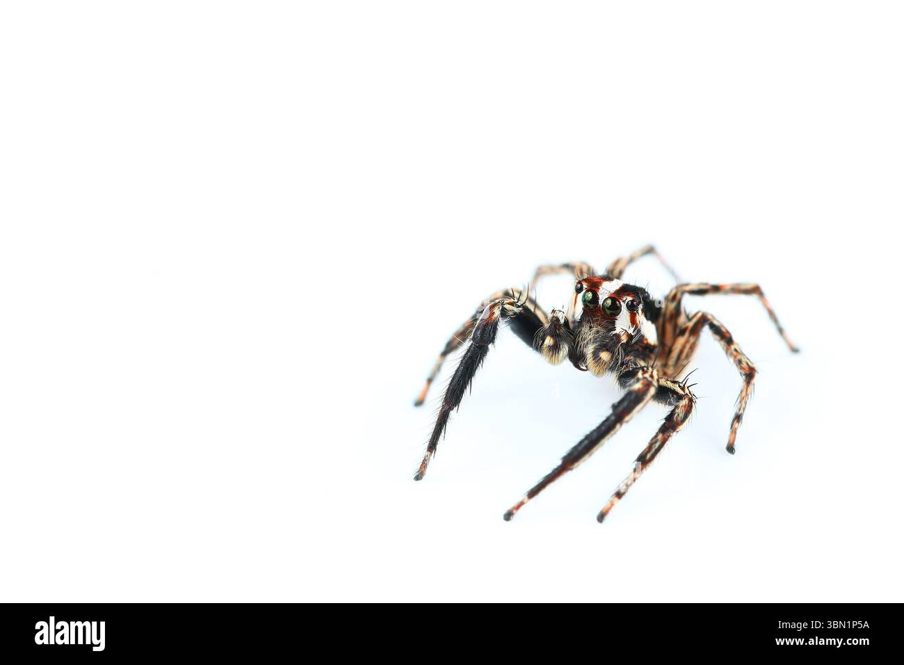 Spider red eyes Cut Out Stock Images & Pictures - Alamy