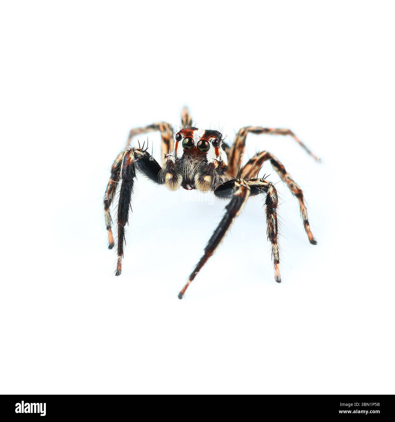 Home fauna Cut Out Stock Images & Pictures - Alamy