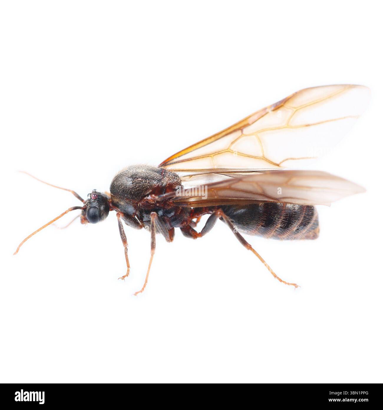 Winged ant white hi-res stock photography and images - Alamy
