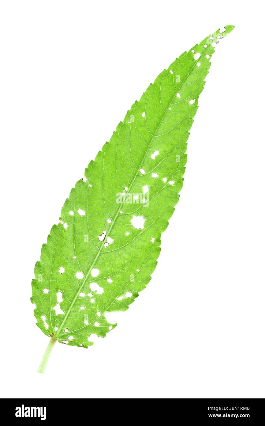 it is damaged green leaf isolated on white Stock Photo - Alamy