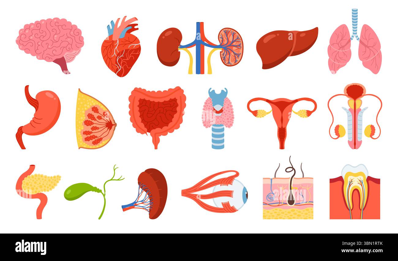 Human organs set. Cartoon lung, brain, heart kidneys, liver stomach ...