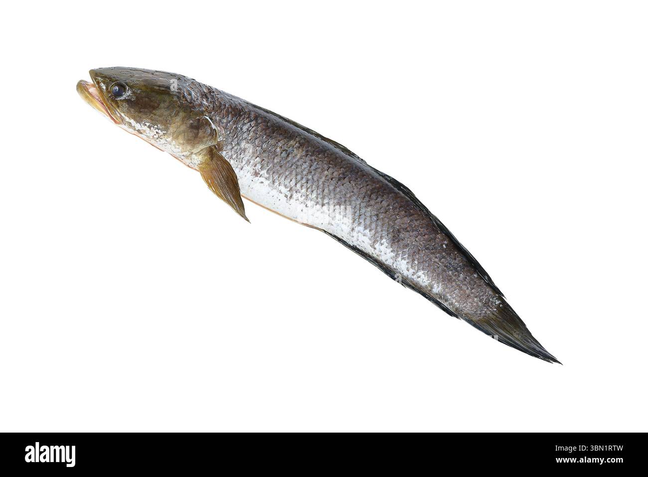 Giant snakehead fish hi-res stock photography and images - Alamy