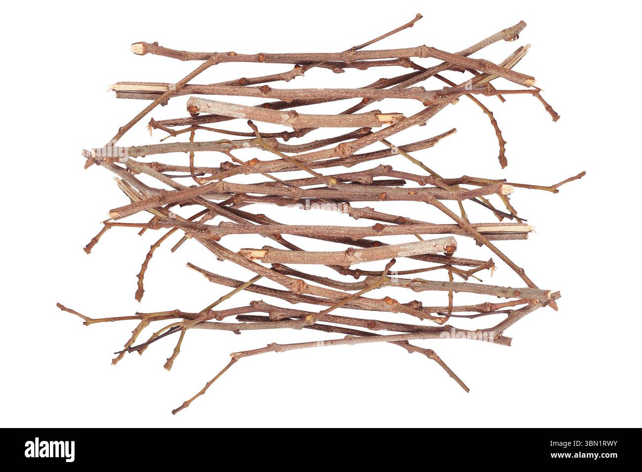 Oak branch structure Cut Out Stock Images & Pictures - Alamy