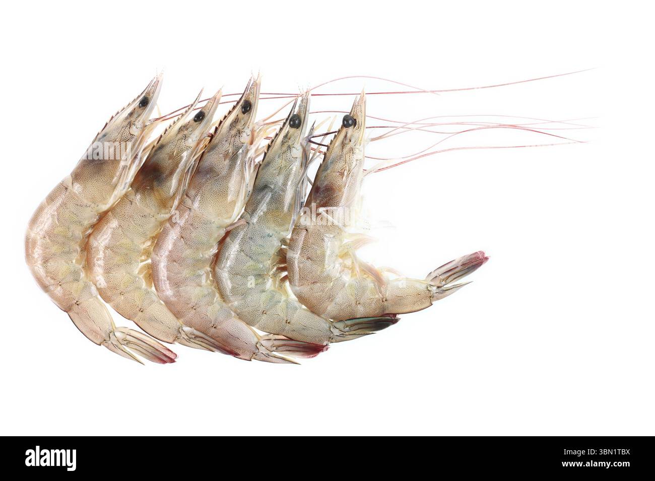 it is five river prawns isolated on white Stock Photo - Alamy
