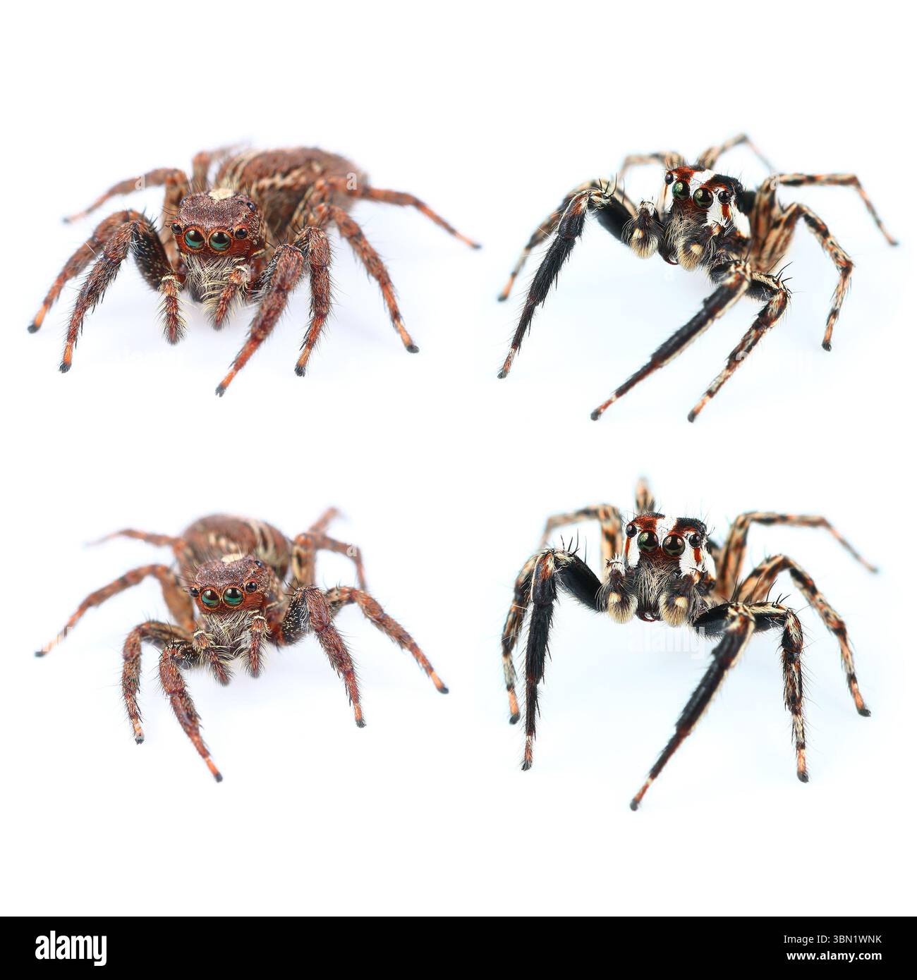 Spider red eyes Cut Out Stock Images & Pictures - Alamy