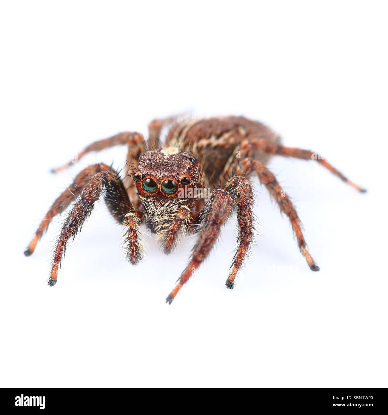 Home fauna Cut Out Stock Images & Pictures - Alamy