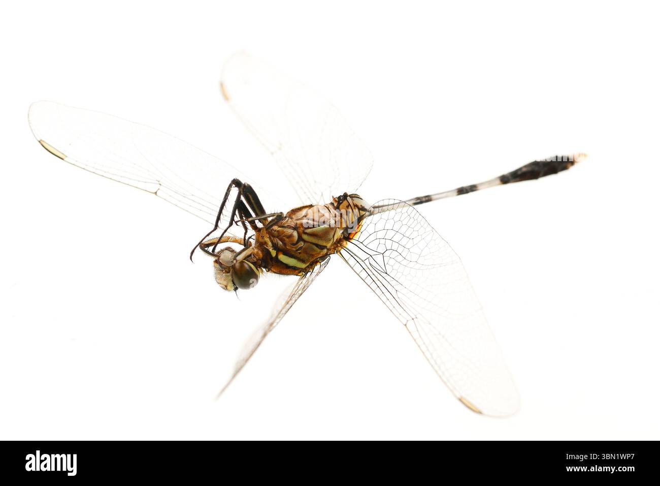 Killed dragonfly hi-res stock photography and images - Alamy