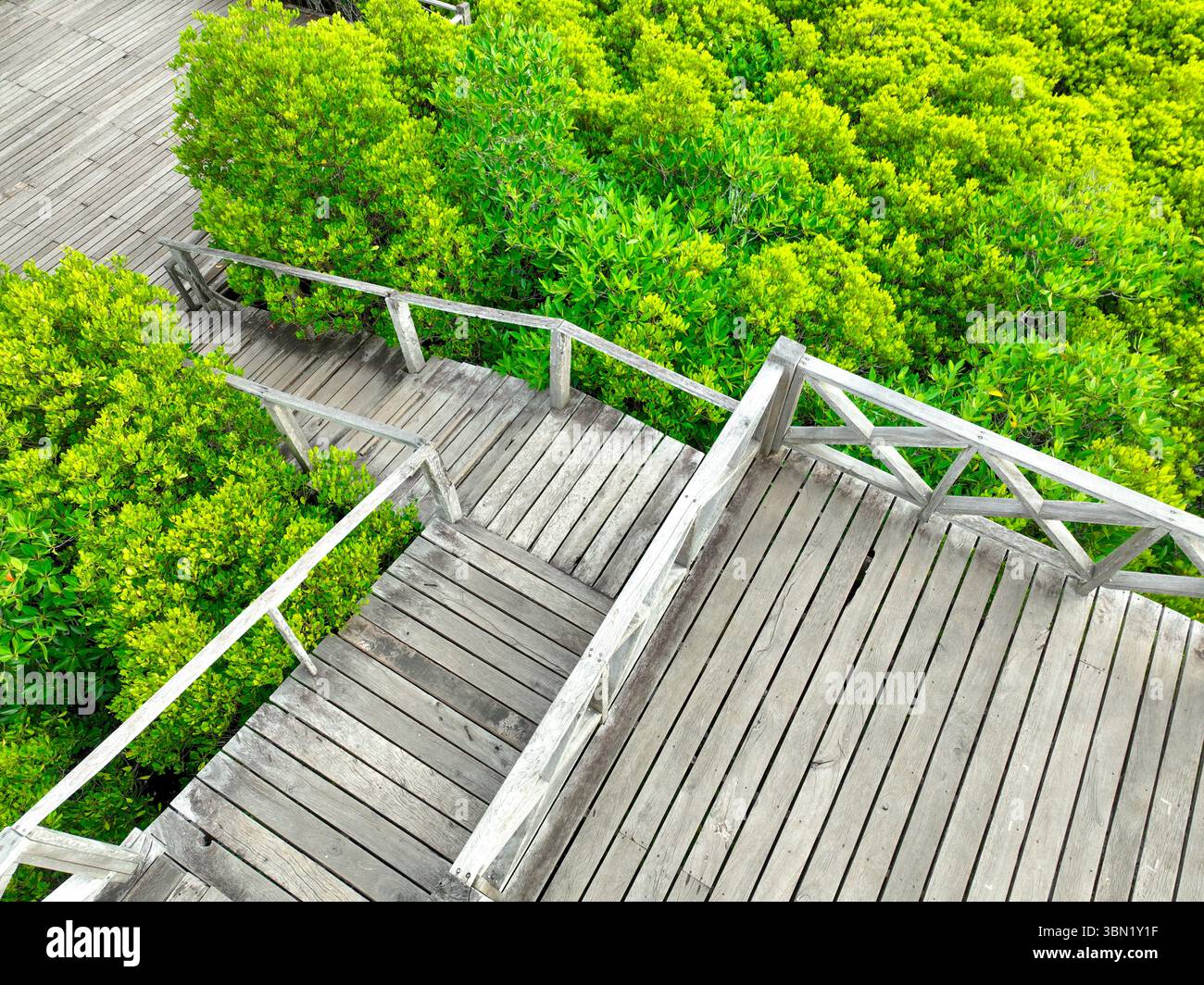 Aerial view lush green mangrove forest. Wooden bridges for natural ...