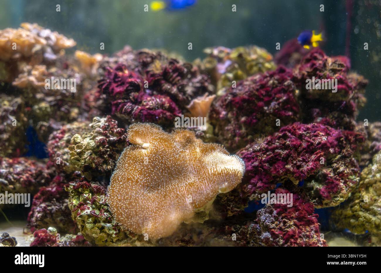 Colorful coral reef ecosystem with diverse marine life swimming among ...