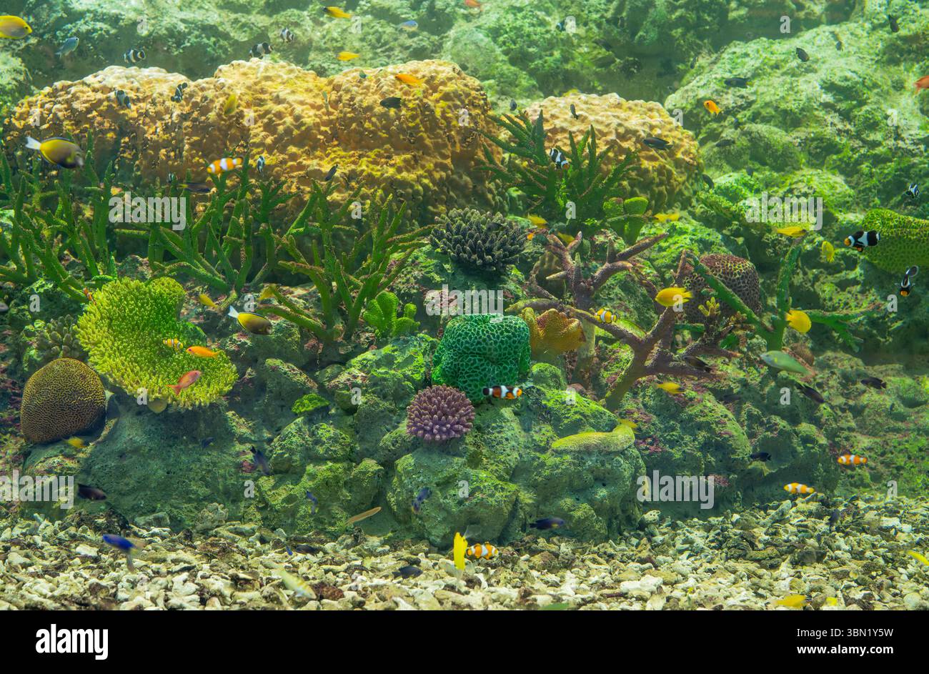 Underwater ecosystem displaying coral reef formations with diverse ...