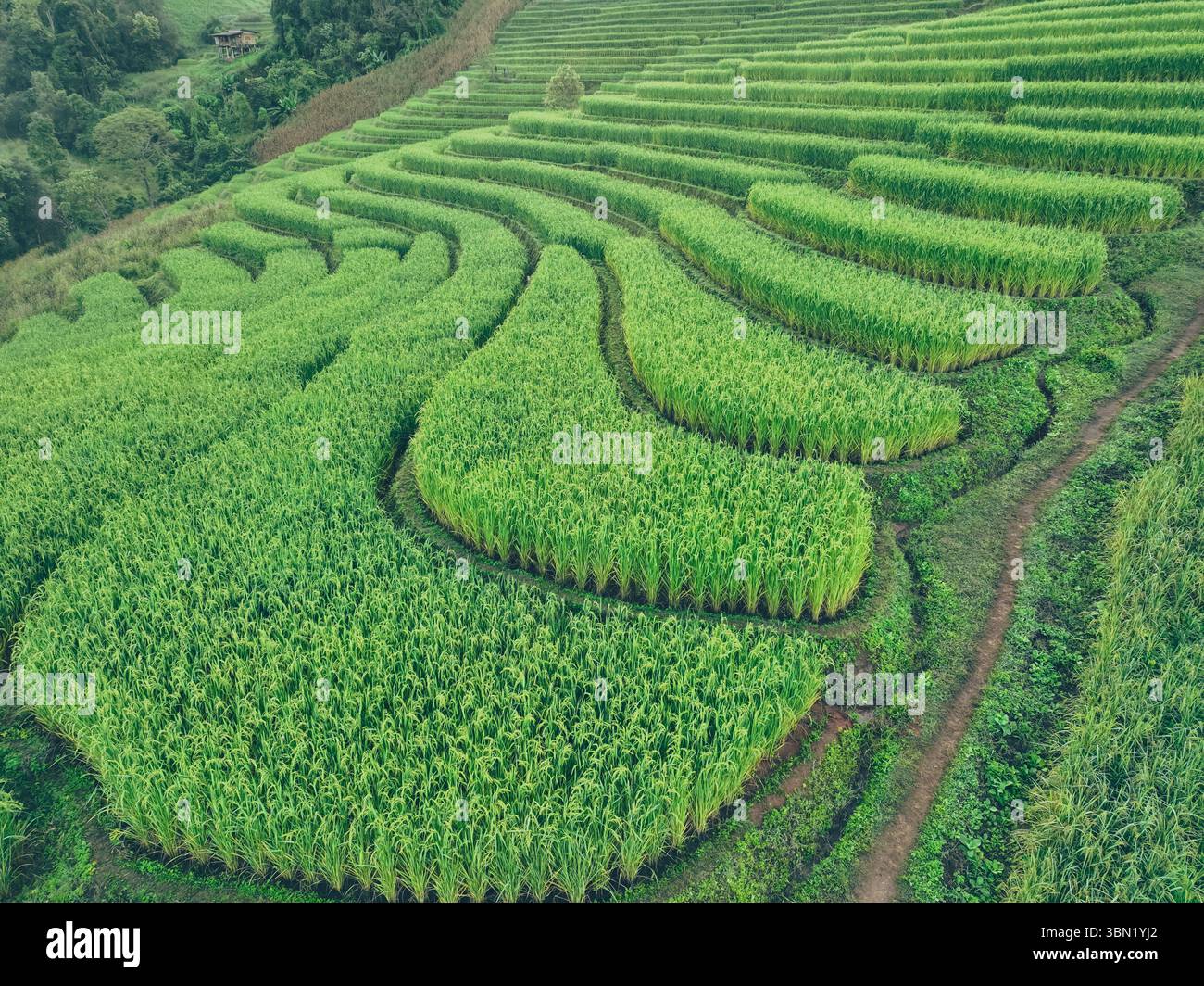 Aerial view green rice terraces with curved patterns across mountainous ...