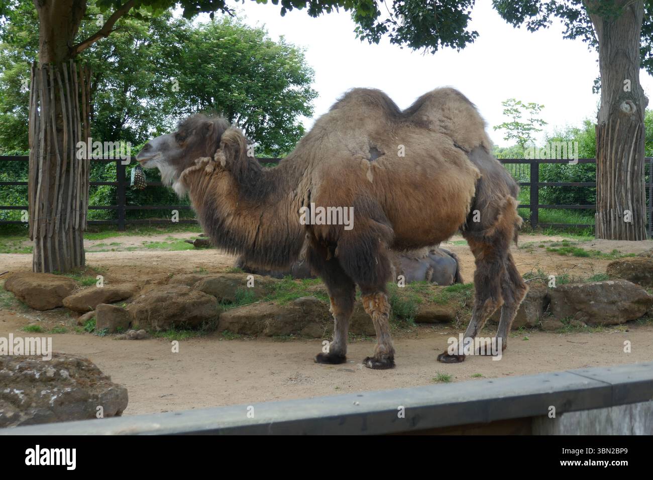 London, England 31st May 2025 Bactrian Camels at ZSL London Zoo in ...