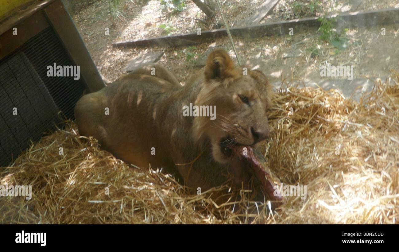London, England 31st May 2025 Lion in Land of the Lions at ZSL London Zoo in RegentÕs Park on ...