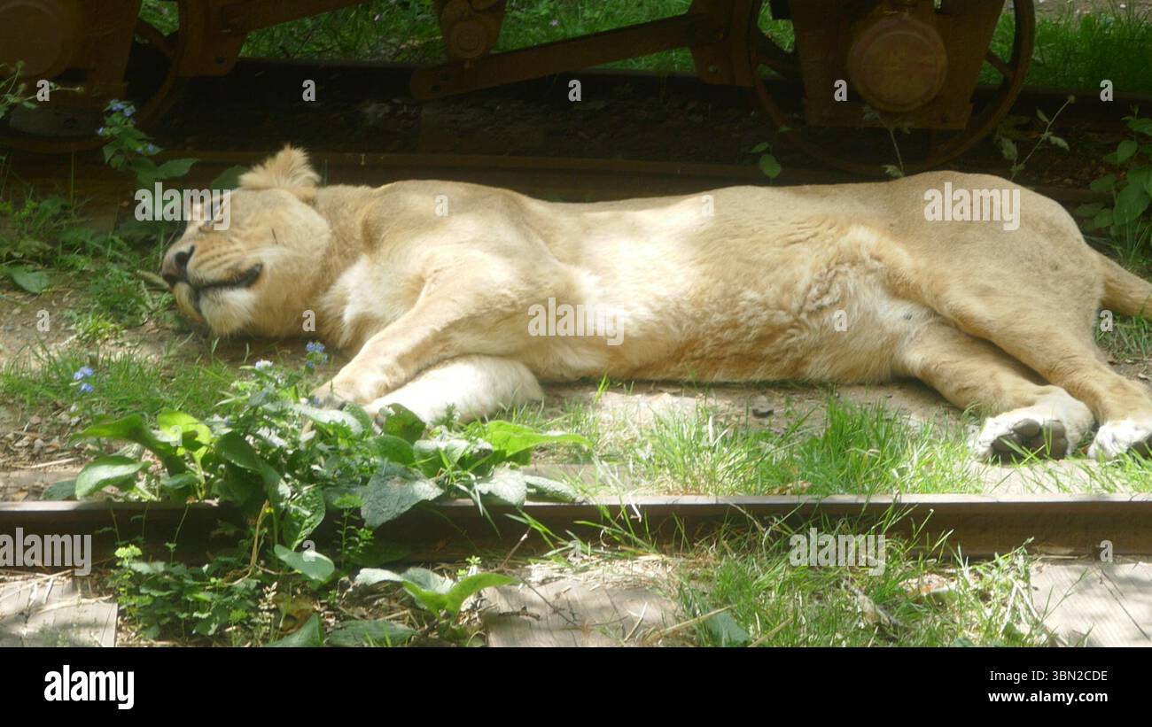 London, England 31st May 2025 Lion in Land of the Lions at ZSL London ...
