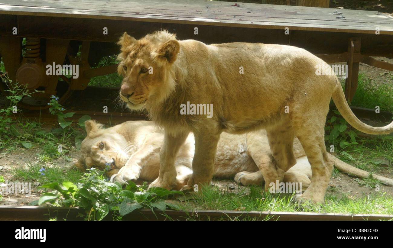 London, England 31st May 2025 Lions in Land of the Lions at ZSL London Zoo in RegentÕs Park on ...