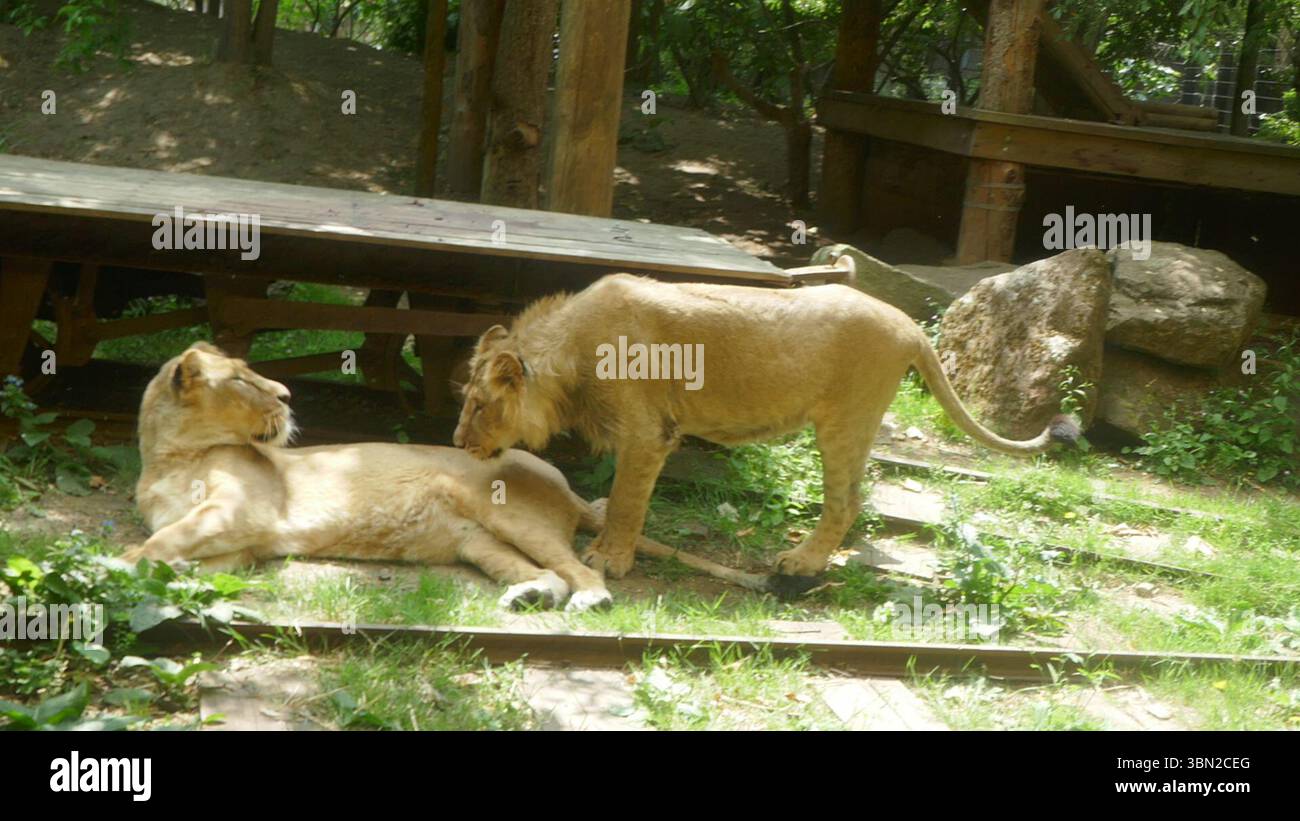 London, England 31st May 2025 Lions in Land of the Lions at ZSL London Zoo in RegentÕs Park on ...