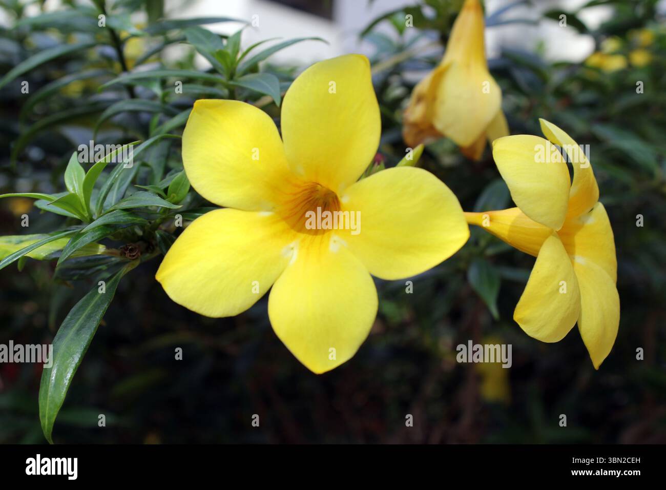 Allamanda flower hi-res stock photography and images - Alamy