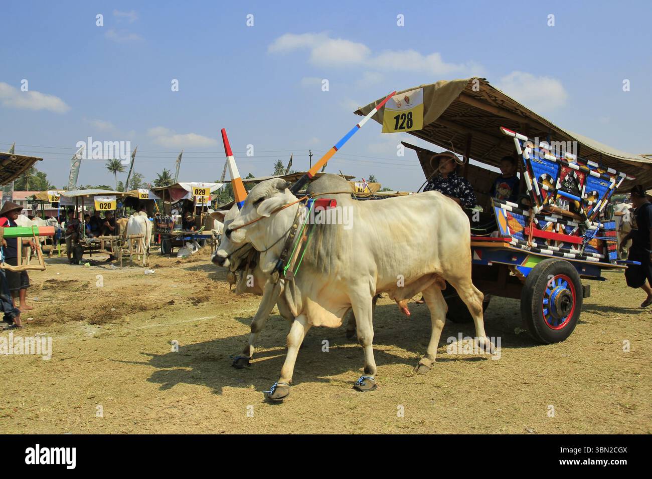 Colorful decorated carts that cross the soil streets as a series of Cow ...