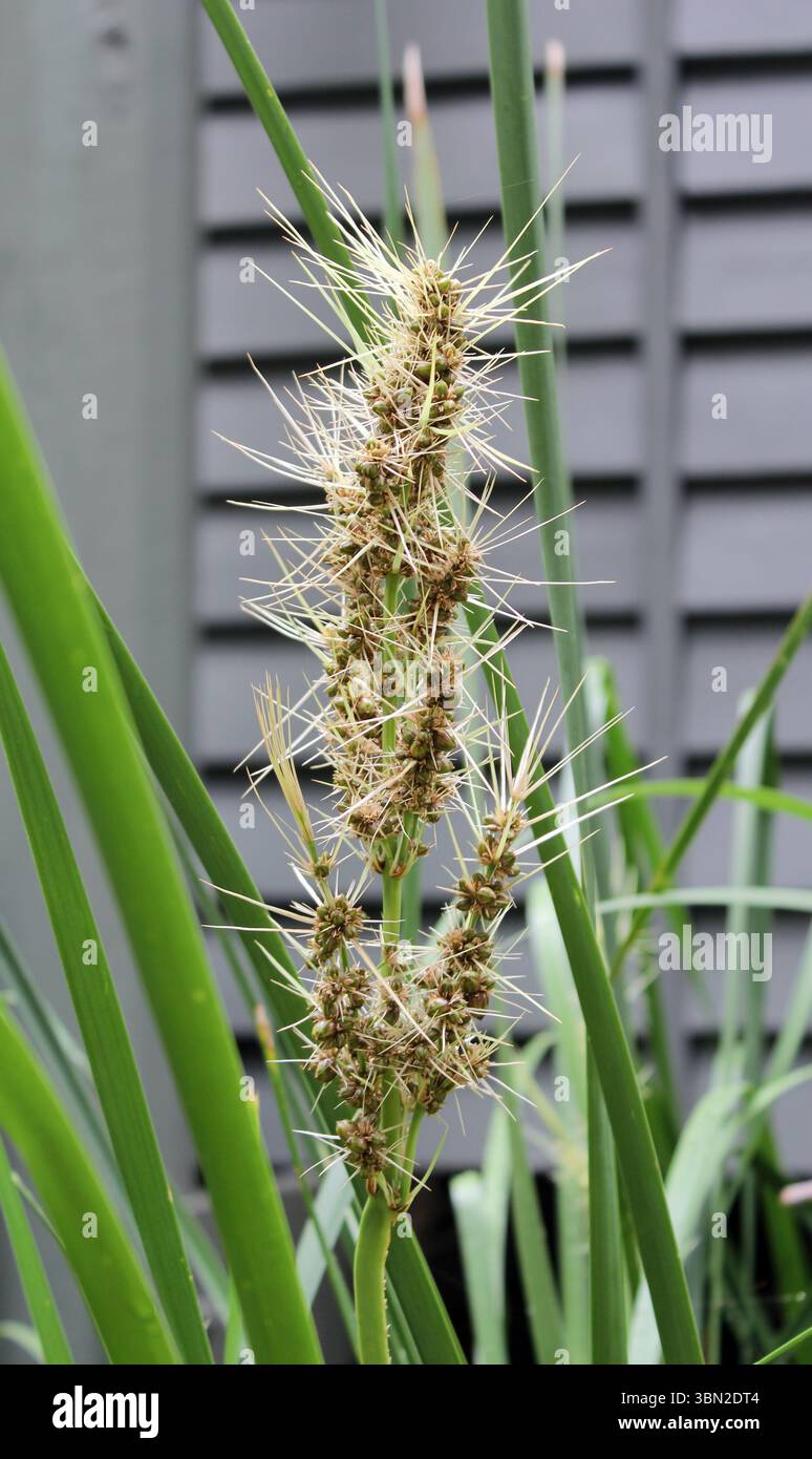Mat rush grass hi-res stock photography and images - Alamy