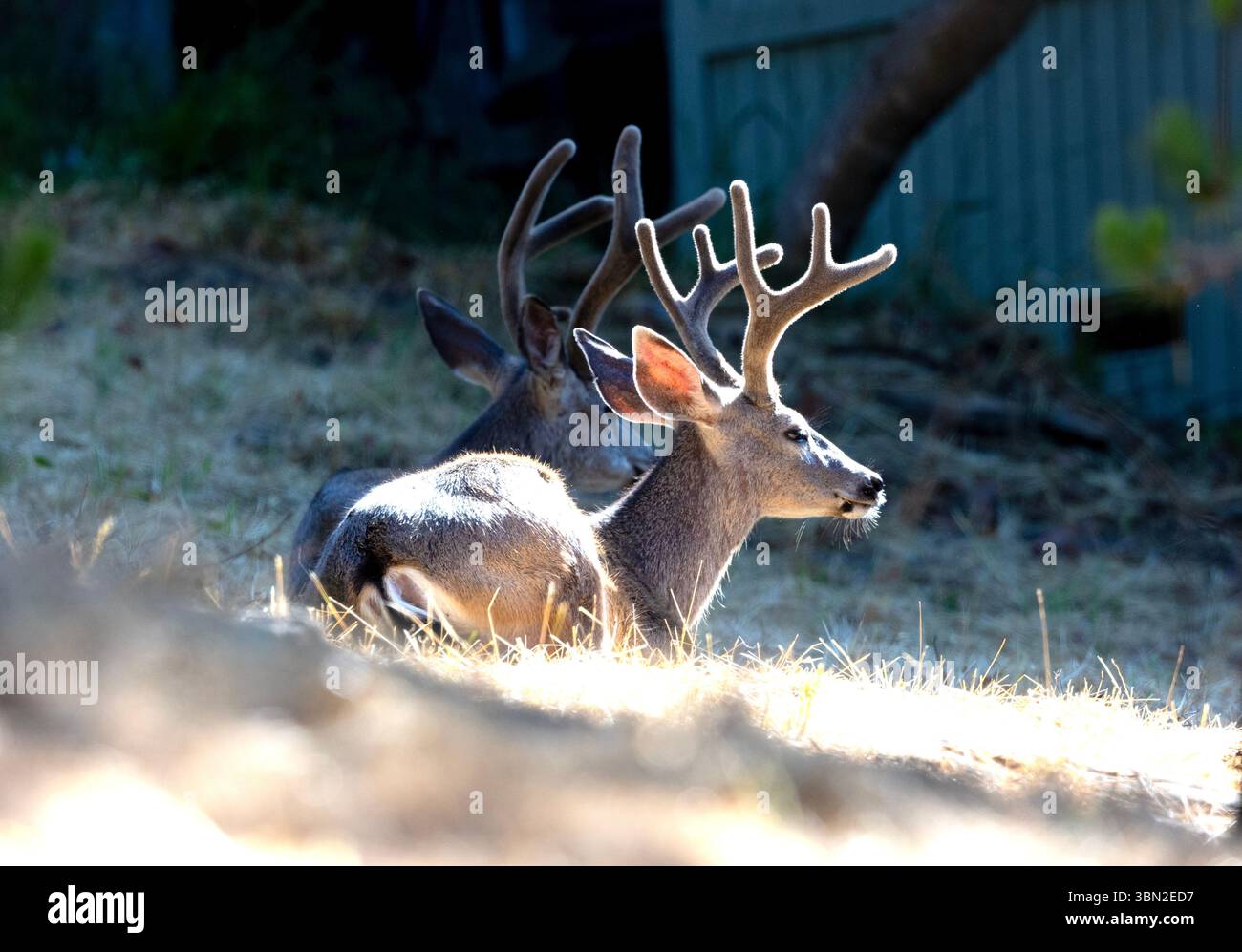 Black tailed Deer Six Point Buck Lying Down Stock Photo - Alamy