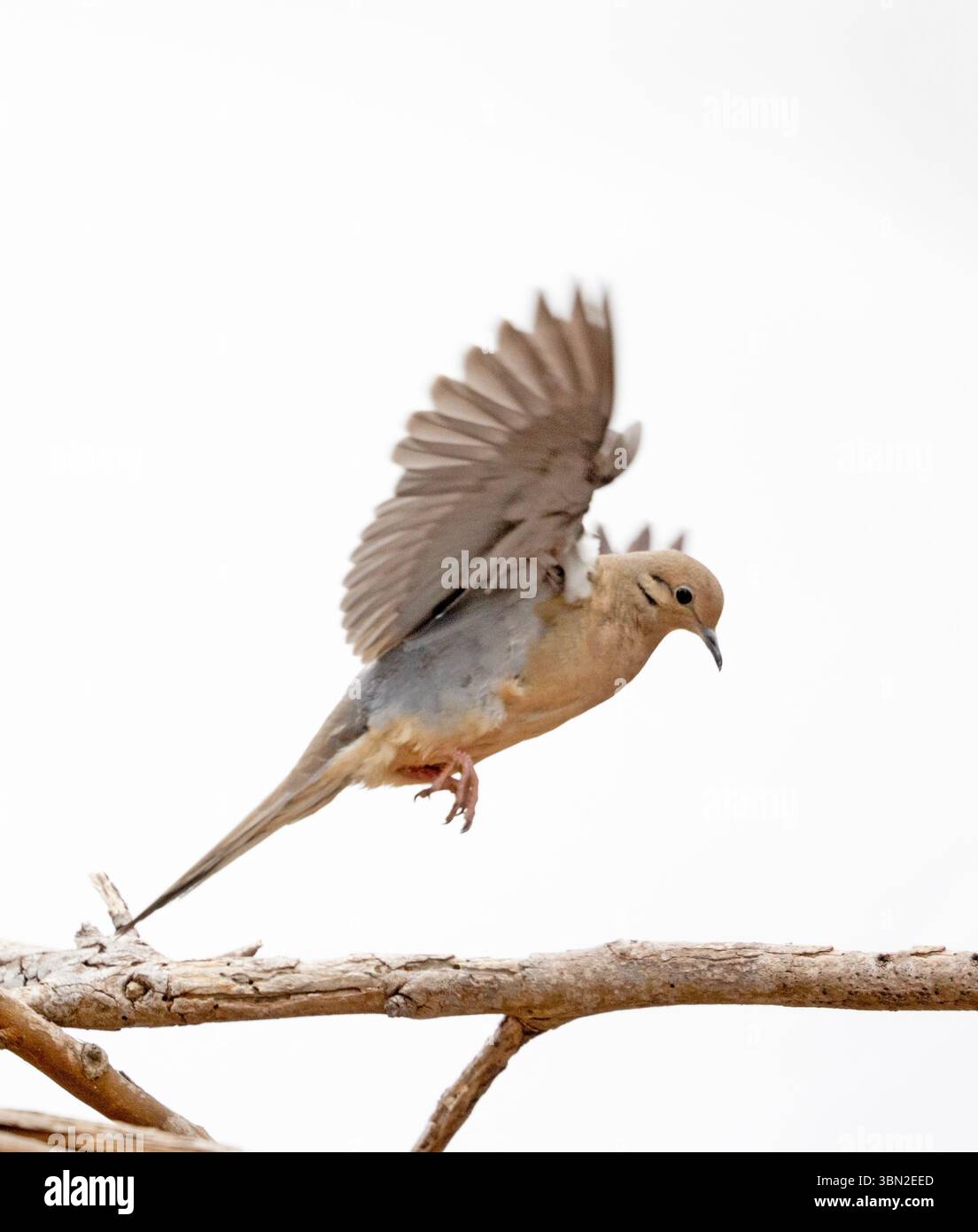 Mourning dove juvenile taking off hi-res stock photography and images ...