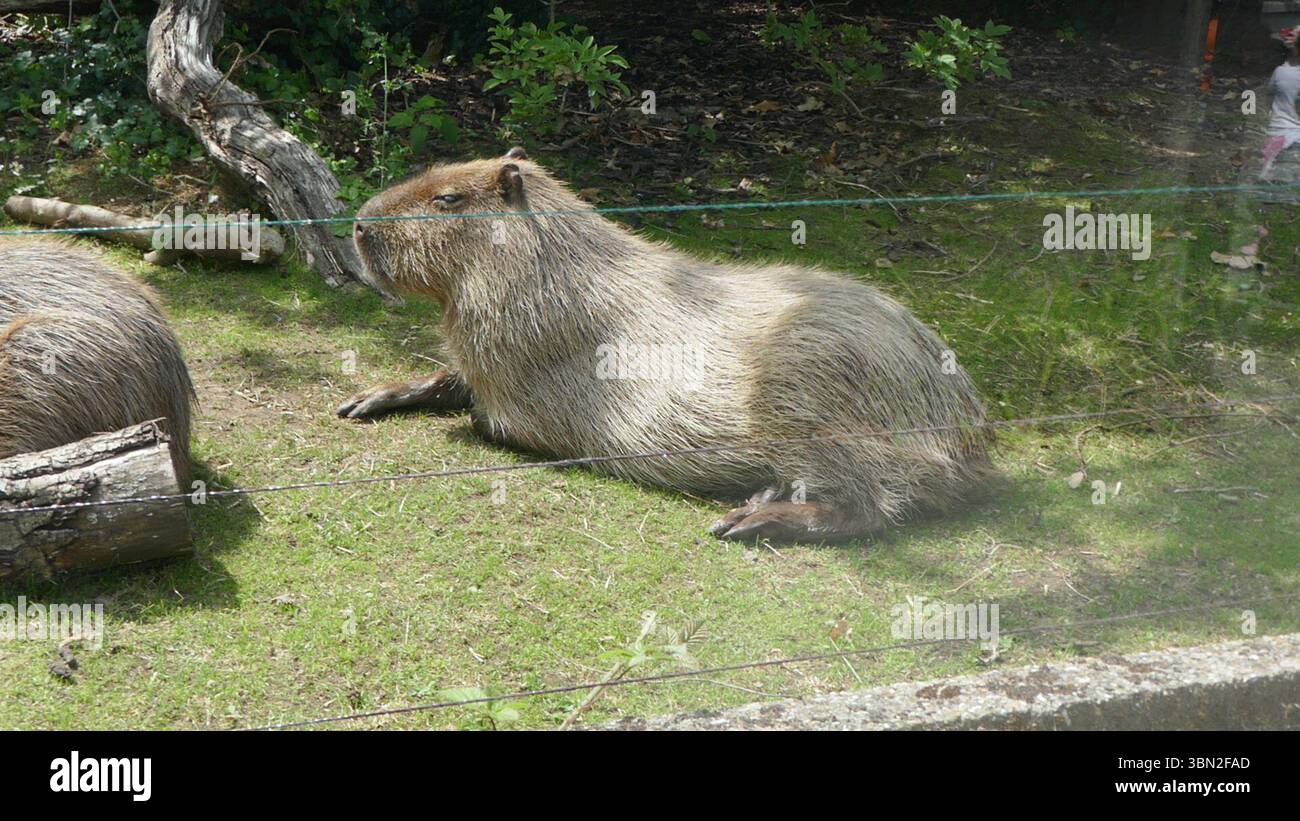London, England 31st May 2025 Capybara at ZSL London Zoo in RegentÕs ...