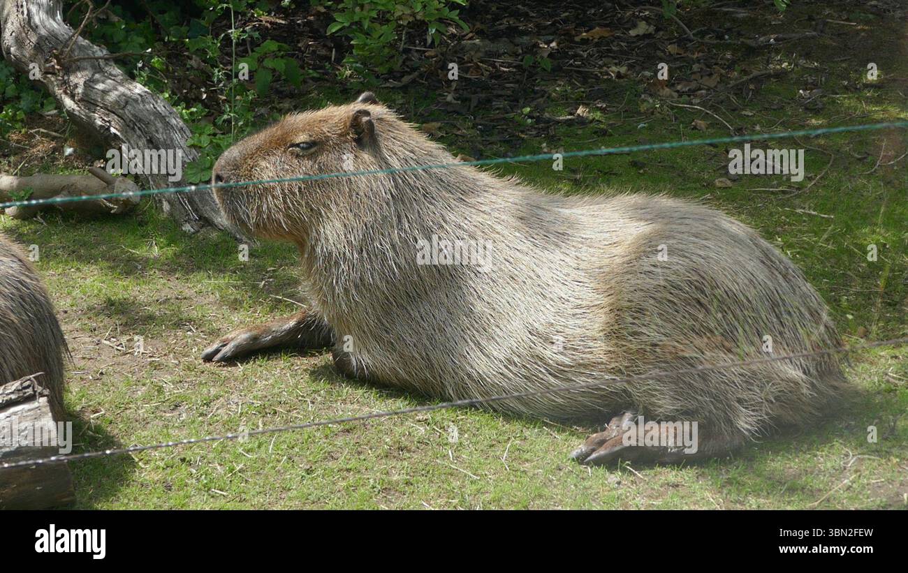 London, England 31st May 2025 Capybara at ZSL London Zoo in RegentÕs ...