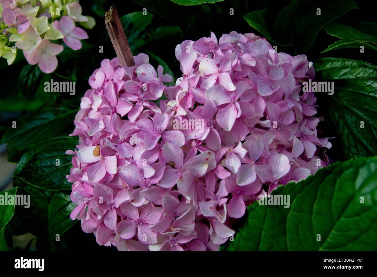 Himalayan flower hydrangea hi-res stock photography and images - Alamy