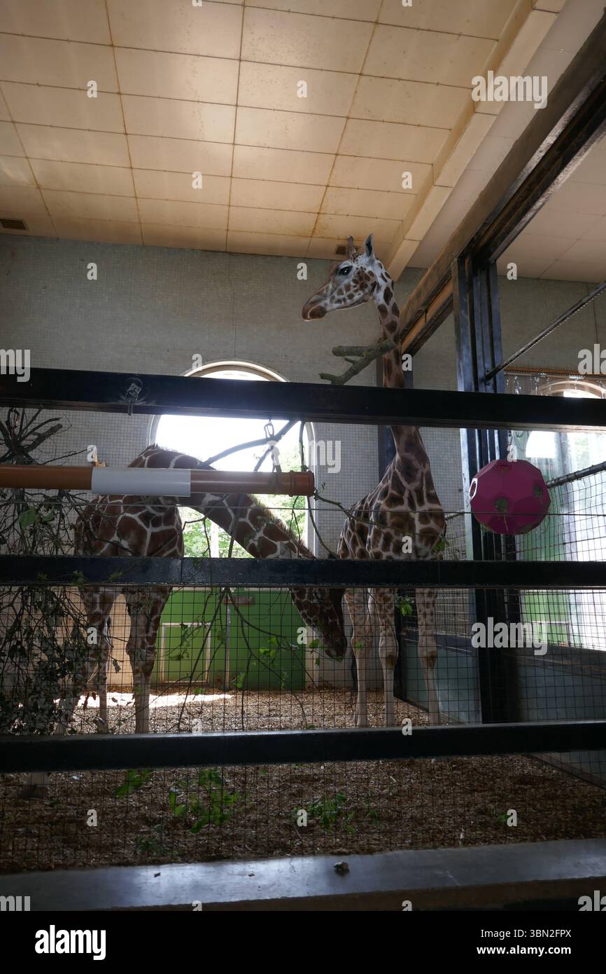 London, England 31st May 2025 Reticulated Giraffes in Giraffe House at ...