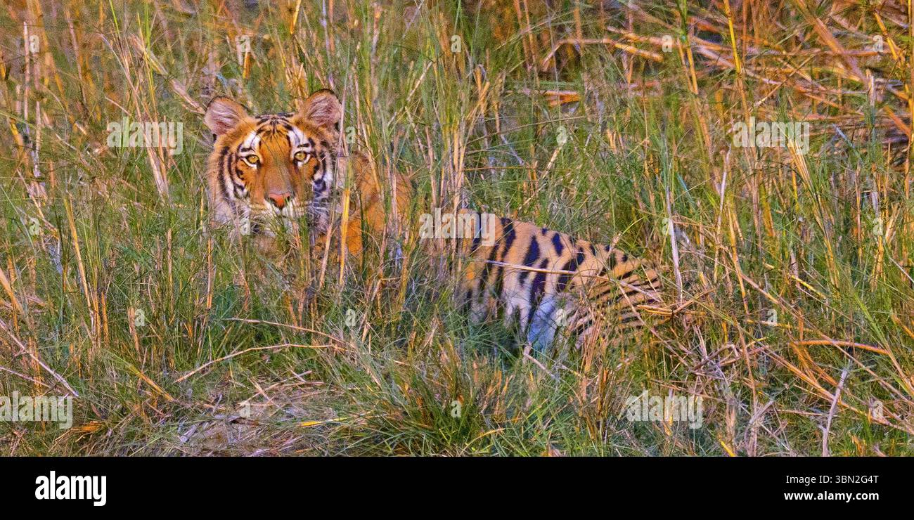 Bengal Tiger, Panthera tigris tigris, Royal Bardia National Park ...