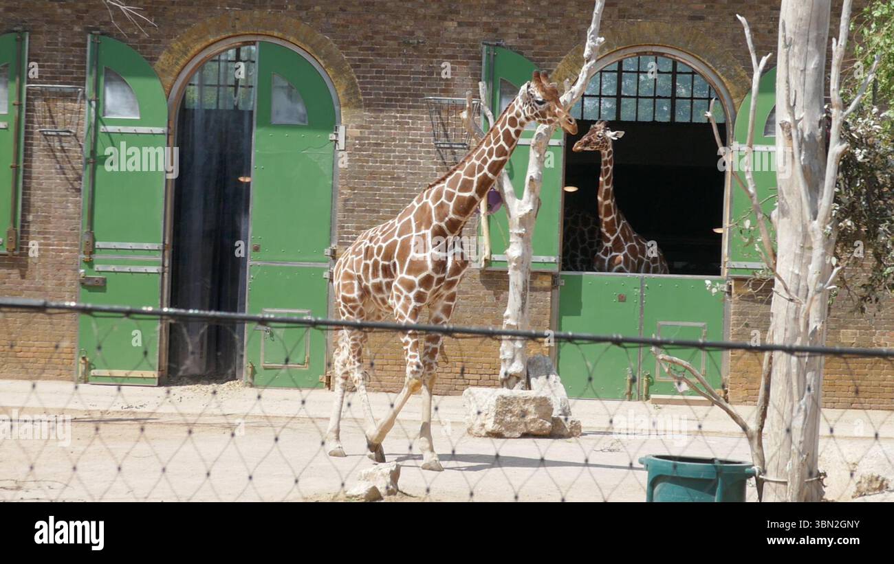 London, England 31st May 2025 Reticulated Giraffes in Giraffe House at ...