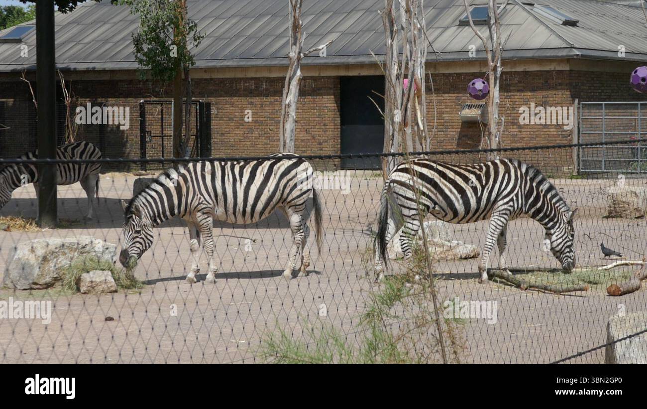 London, England 31st May 2025 Zebras at ZSL London Zoo in RegentÕs Park ...