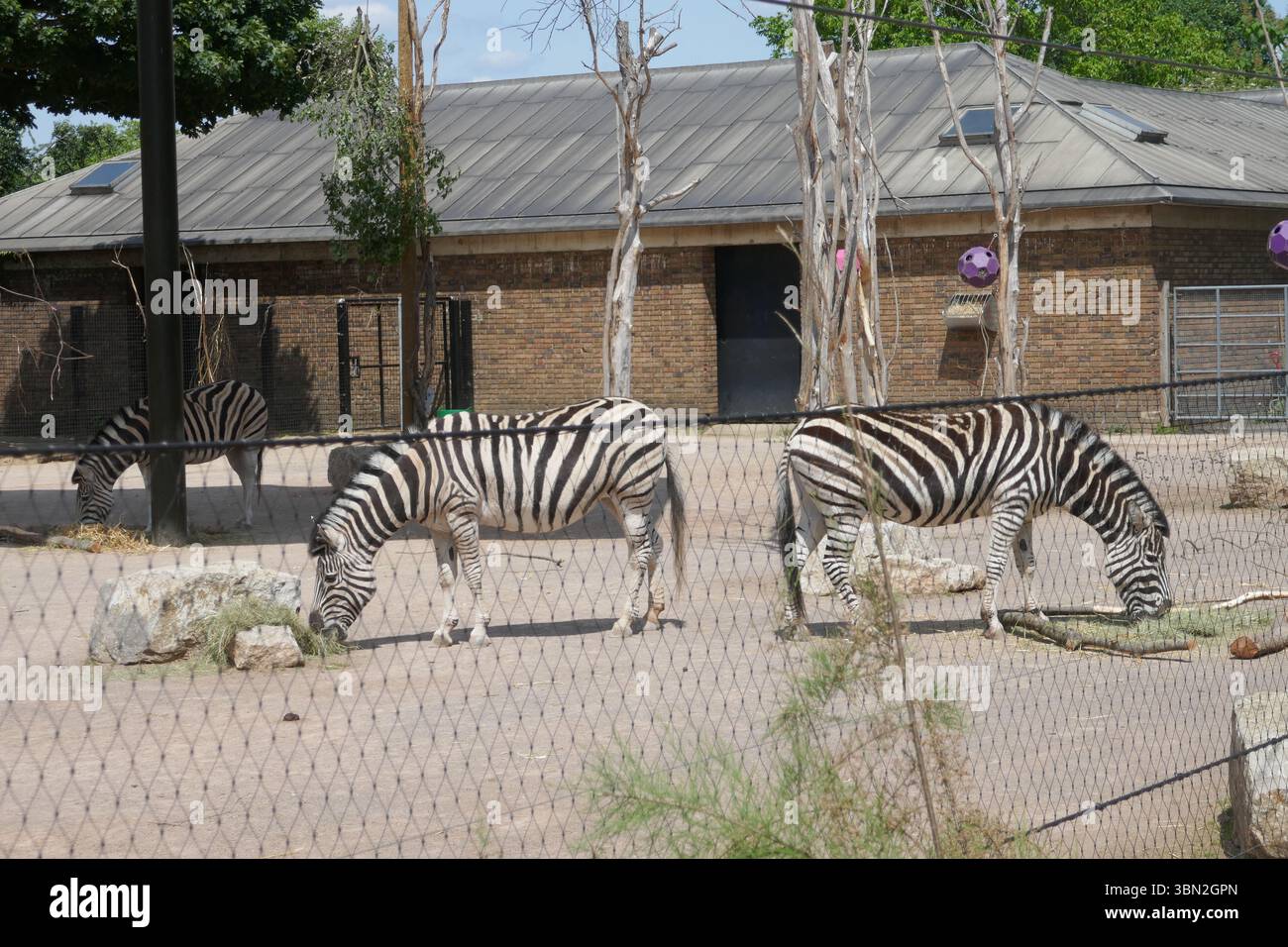 London, England 31st May 2025 Zebras at ZSL London Zoo in RegentÕs Park ...