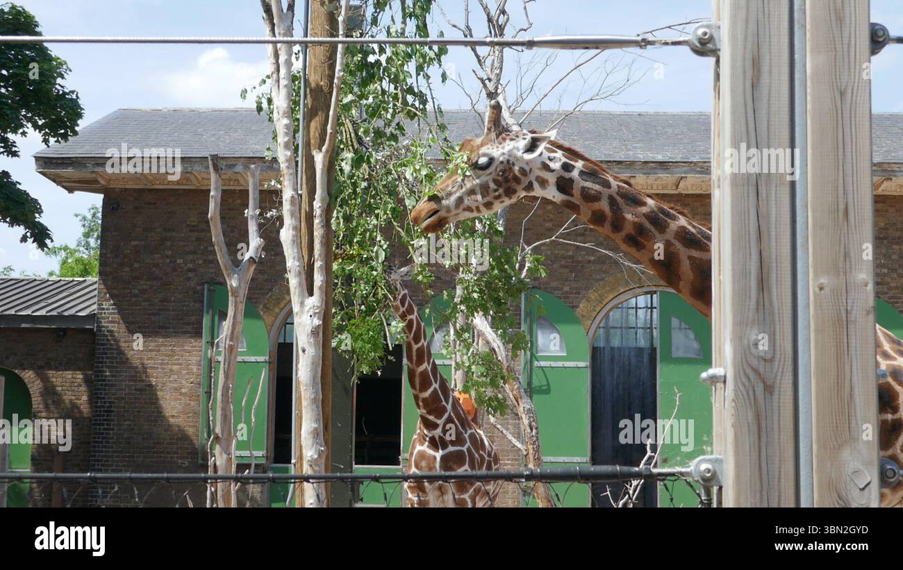 London, England 31st May 2025 Reticulated Giraffes in Giraffe House at ...