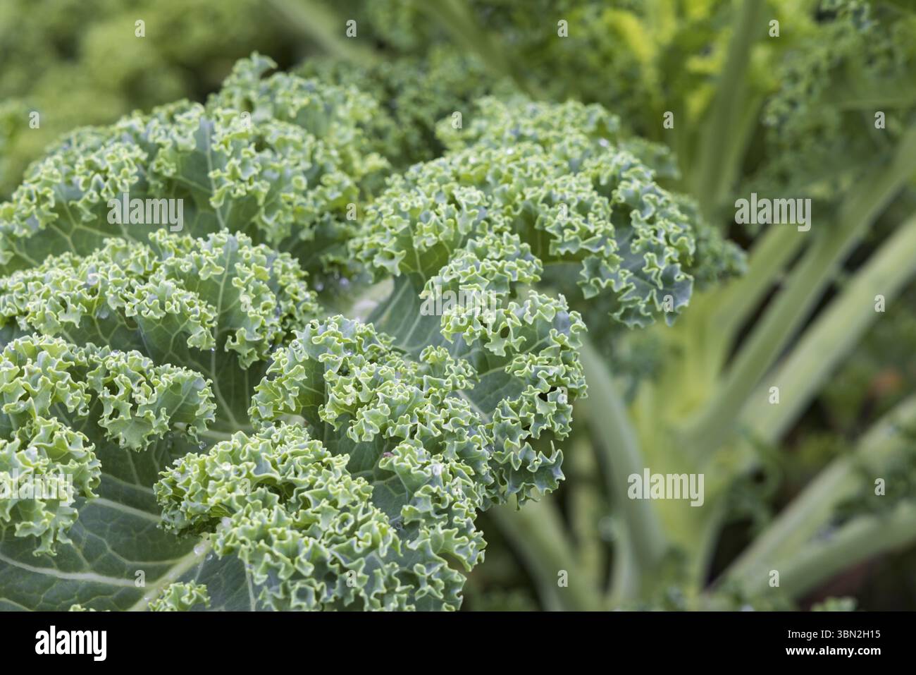 Vegetable in detail hi-res stock photography and images - Alamy