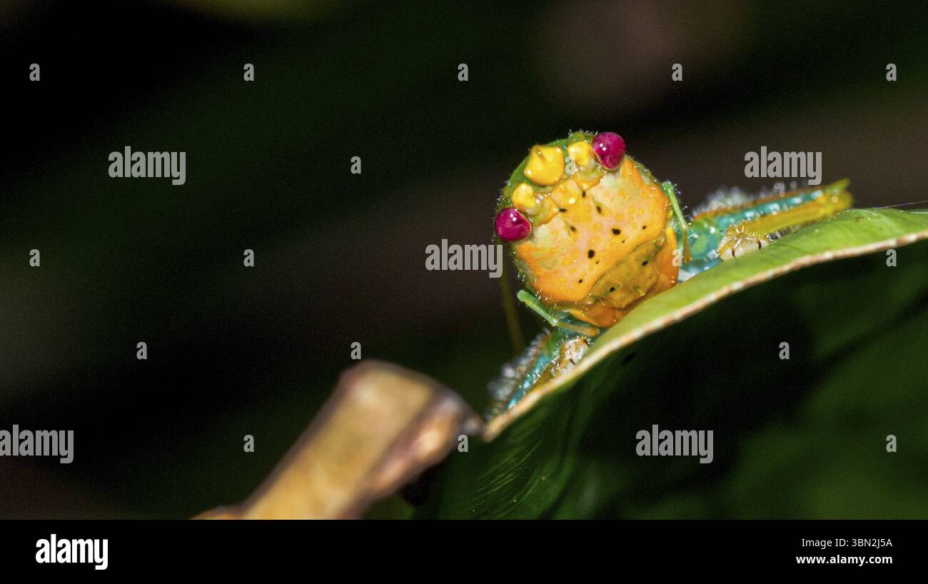 Bug homoptera hemiptera tropical hi-res stock photography and images ...