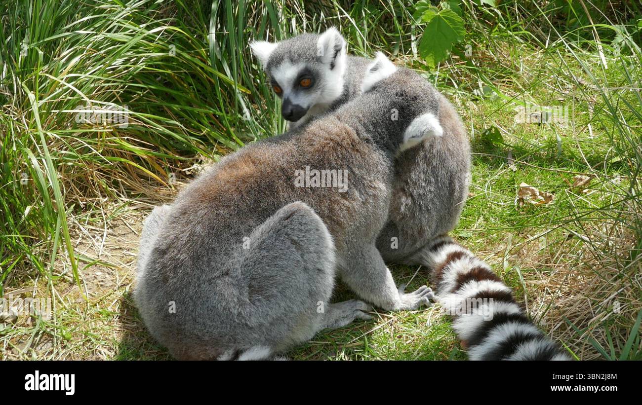London, England 31st May 2025 Ring-tailed Lemurs in World of the Lemurs ...