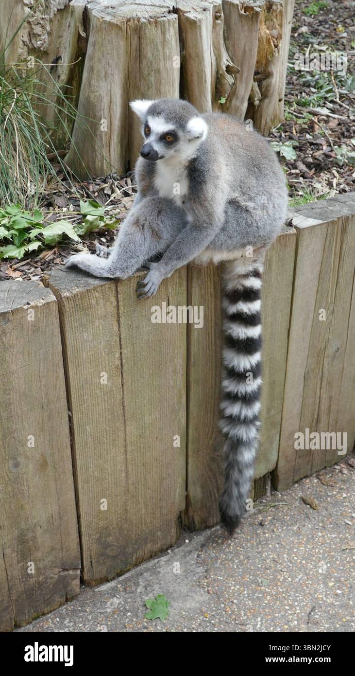 London, England 31st May 2025 Ring-tailed Lemur in World of the Lemurs ...