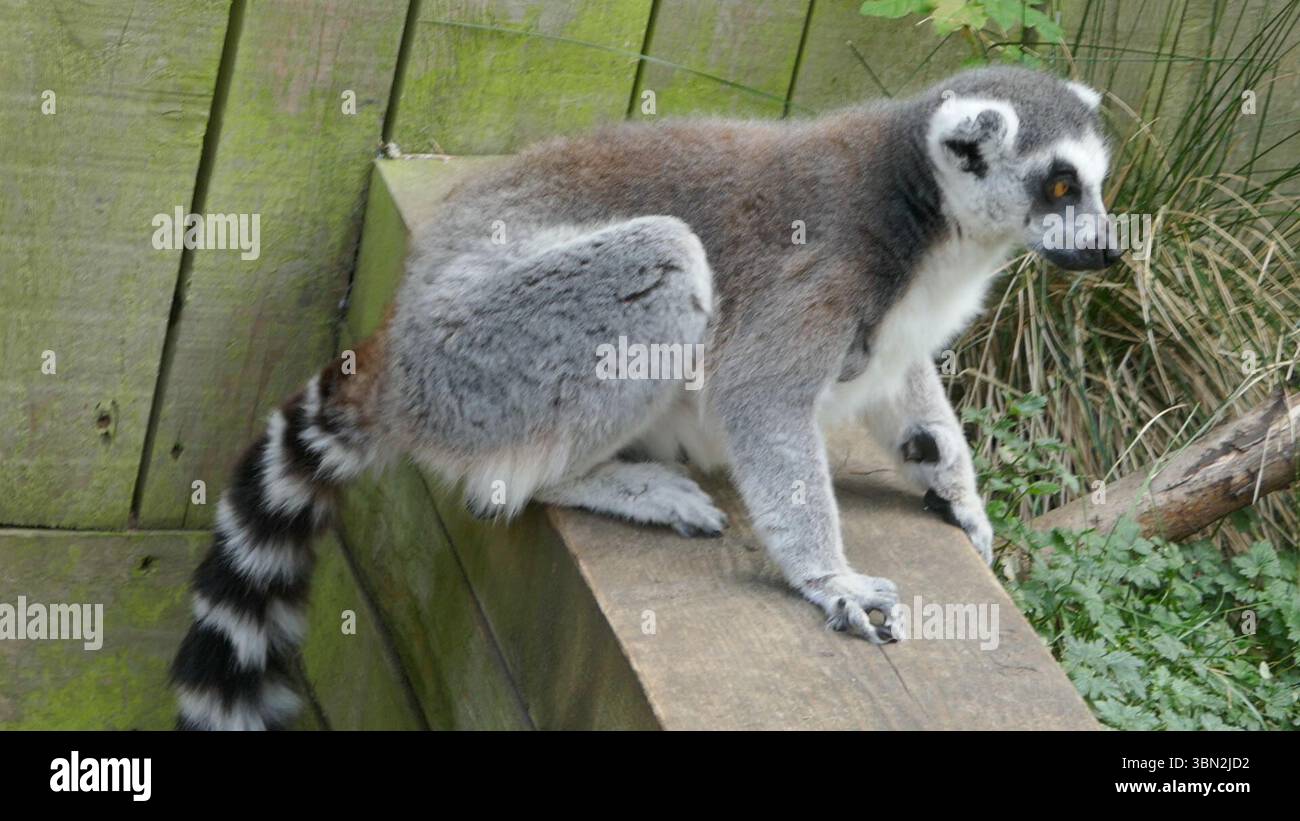 London, England 31st May 2025 Ring-tailed Lemurs in World of the Lemurs ...