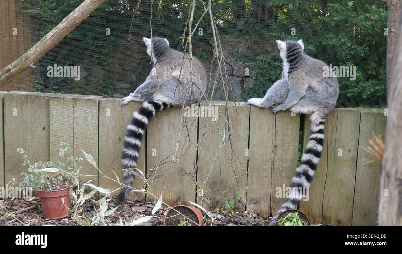 London, England 31st May 2025 Ring-tailed Lemurs in World of the Lemurs ...
