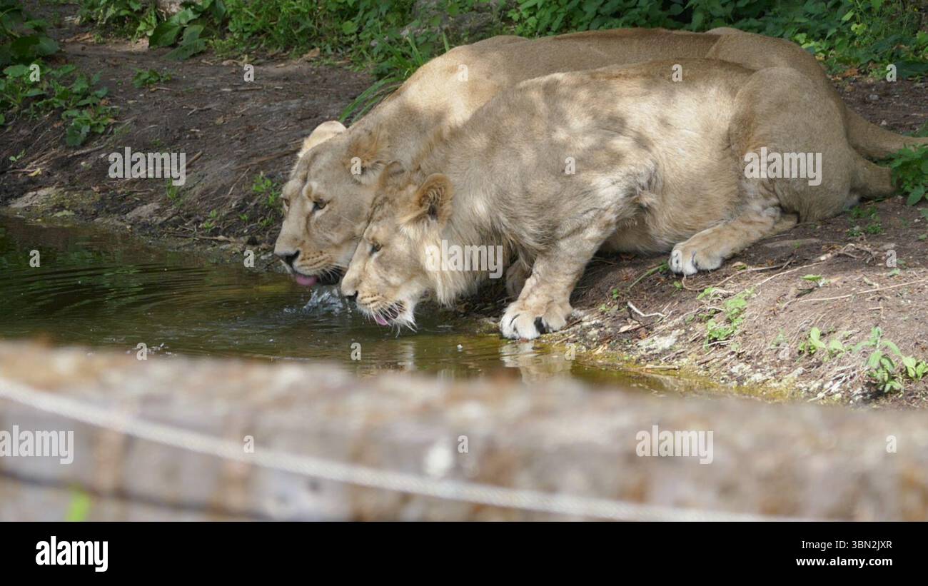London, England 31st May 2025 Lions in Land of the Lions at ZSL London Zoo in RegentÕs Park on ...