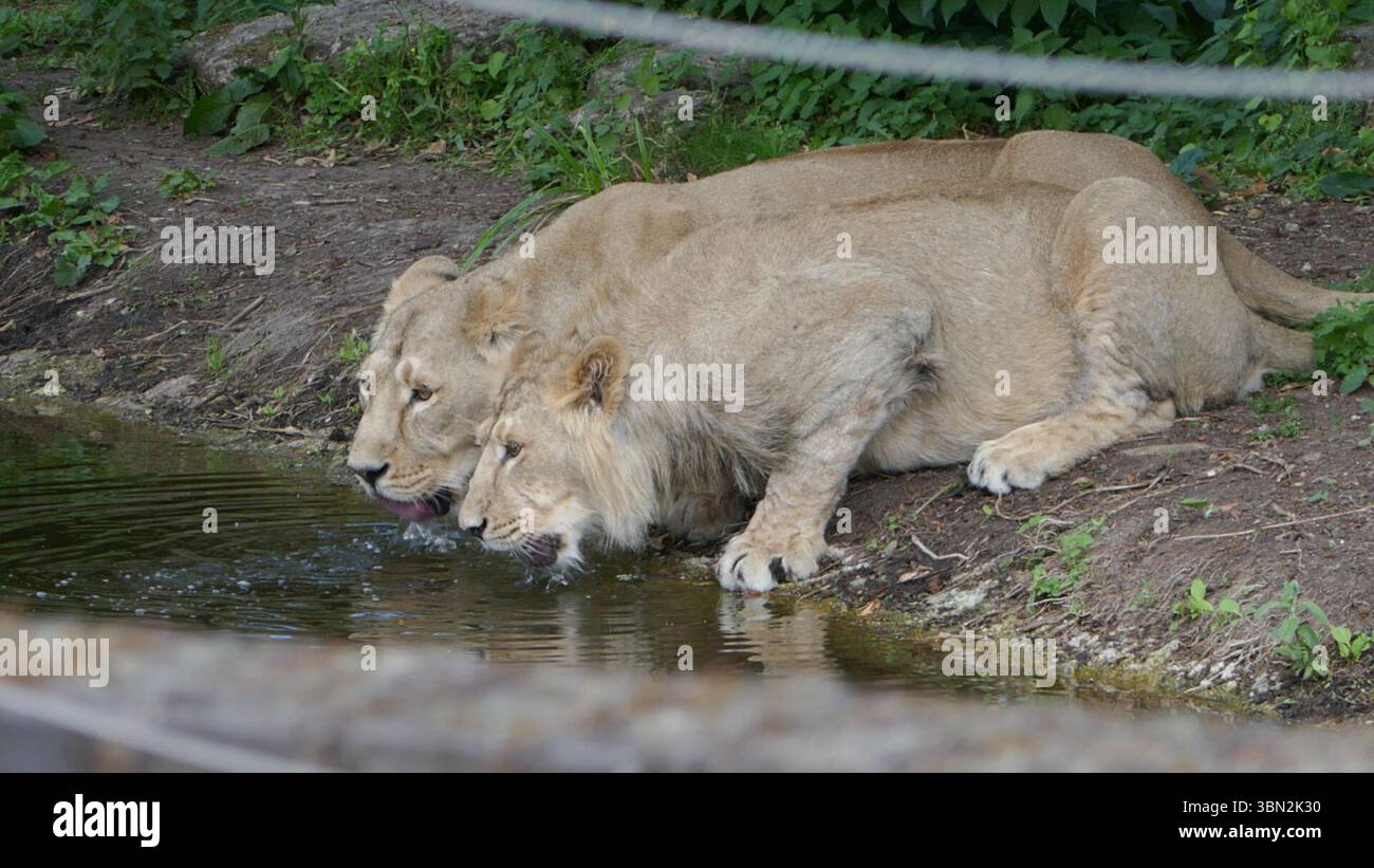 London, England 31st May 2025 Lions in Land of the Lions at ZSL London Zoo in RegentÕs Park on ...
