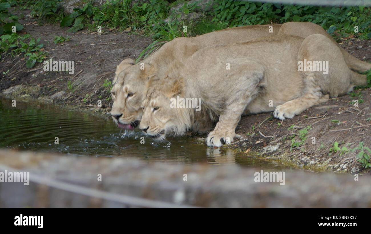 London, England 31st May 2025 Lions in Land of the Lions at ZSL London Zoo in RegentÕs Park on ...