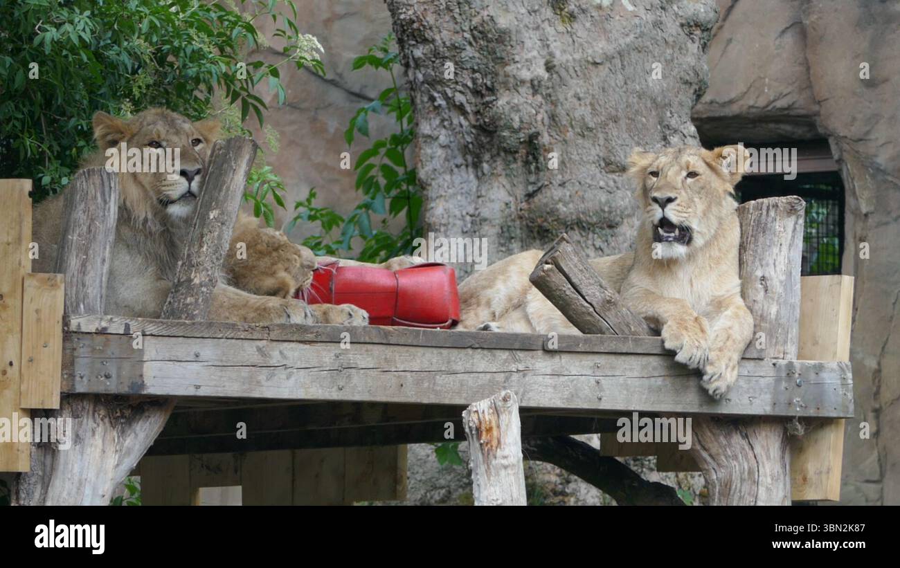 London, England 31st May 2025 Lions in Land of the Lions at ZSL London Zoo in RegentÕs Park on ...